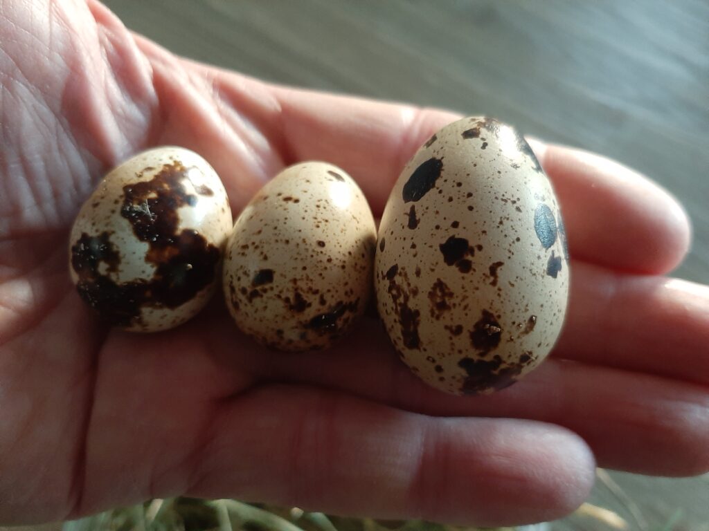 Blog 4: Kwartels / Quails – Our Bulgarian Adventure